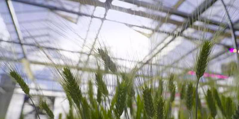 Australian Grain Technologies - Variety Central Australian Grain Technologies - Variety Central